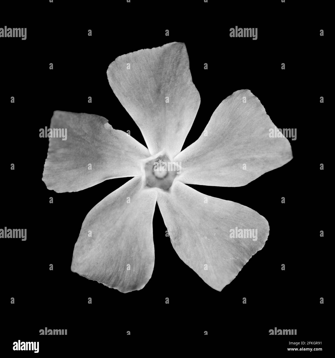 Introduced flower species Black and White Stock Photos & Images - Alamy