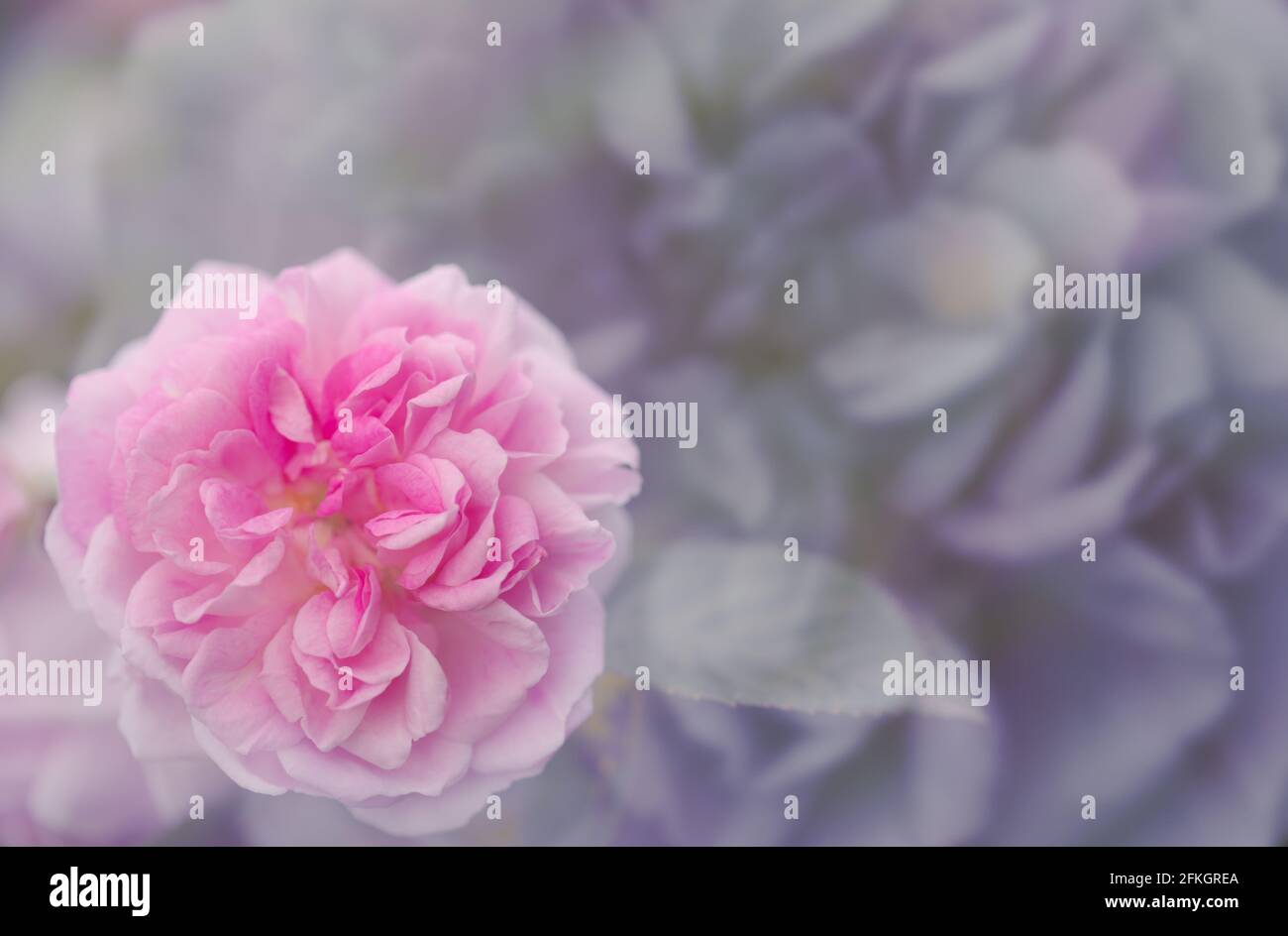 Pink old fashioned cabbage rose, fully open, natural macro floral ...