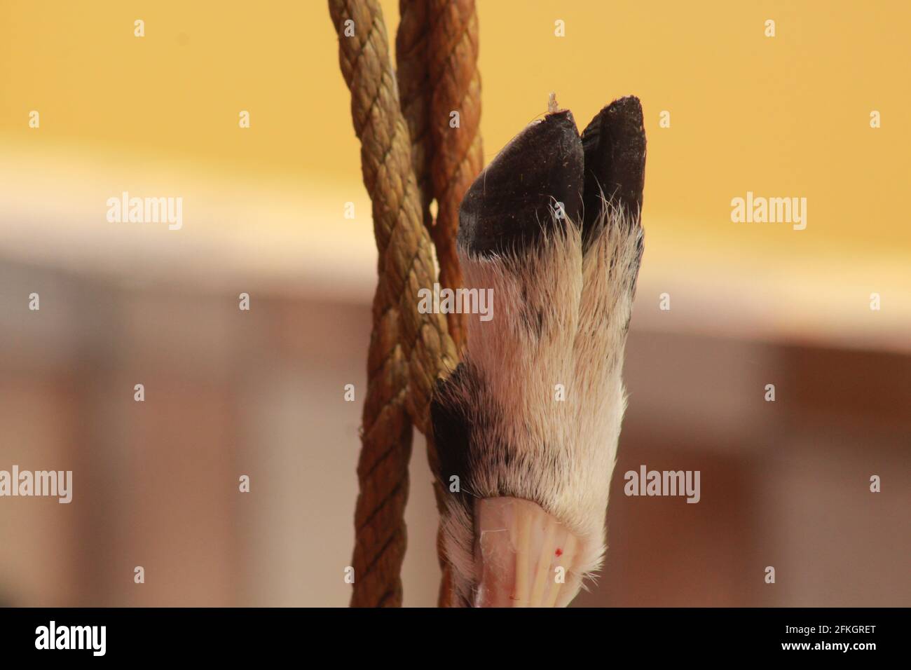 Hanging Goat Feet at the butcher's shop Stock Photo - Alamy