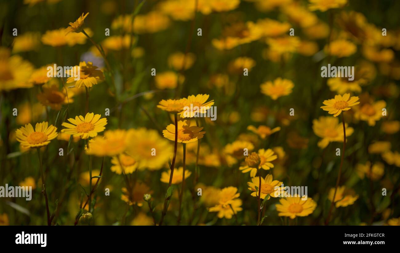 Flora of Gran Canaria - Coleostephus myconis, corn marigold Stock Photo ...