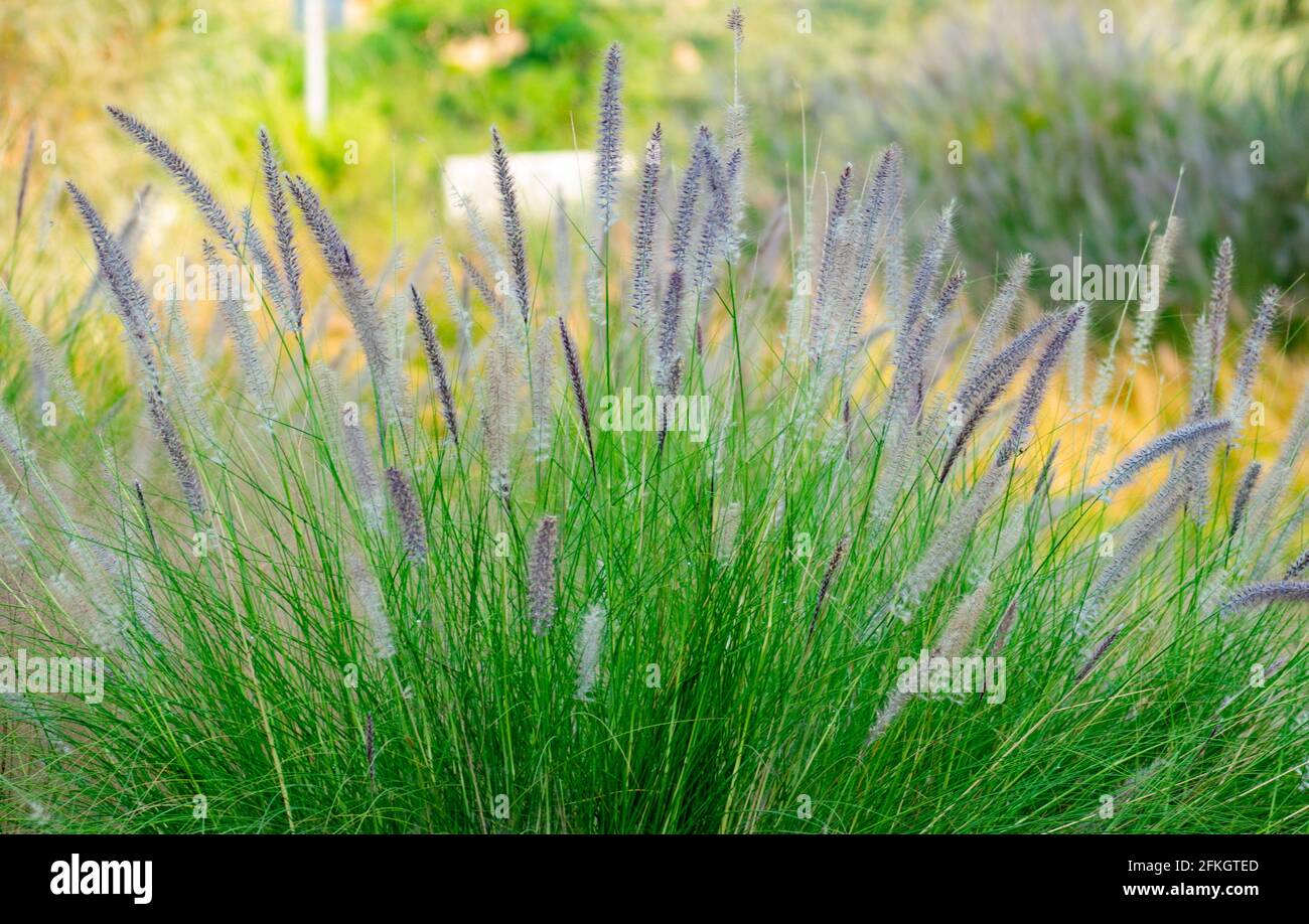 Beautiful Purple fountain grass or fluffy Feather Pennisetum. selective ...