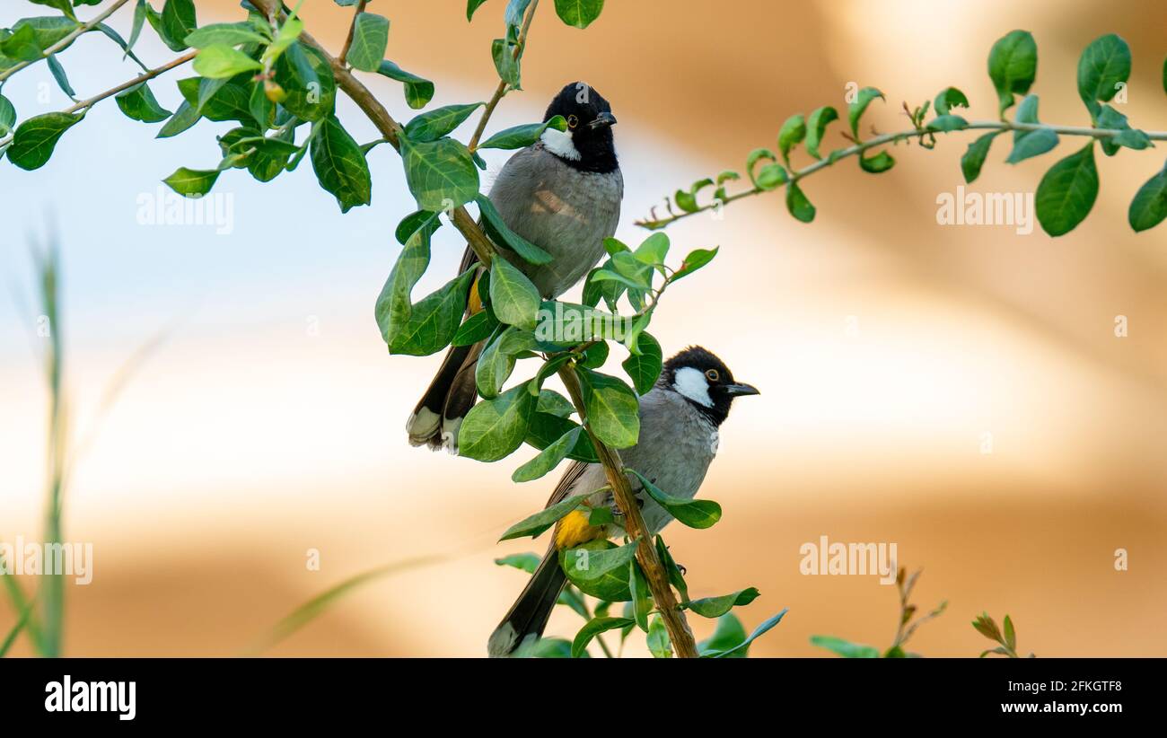 Bulbul species of india hi-res stock photography and images - Alamy