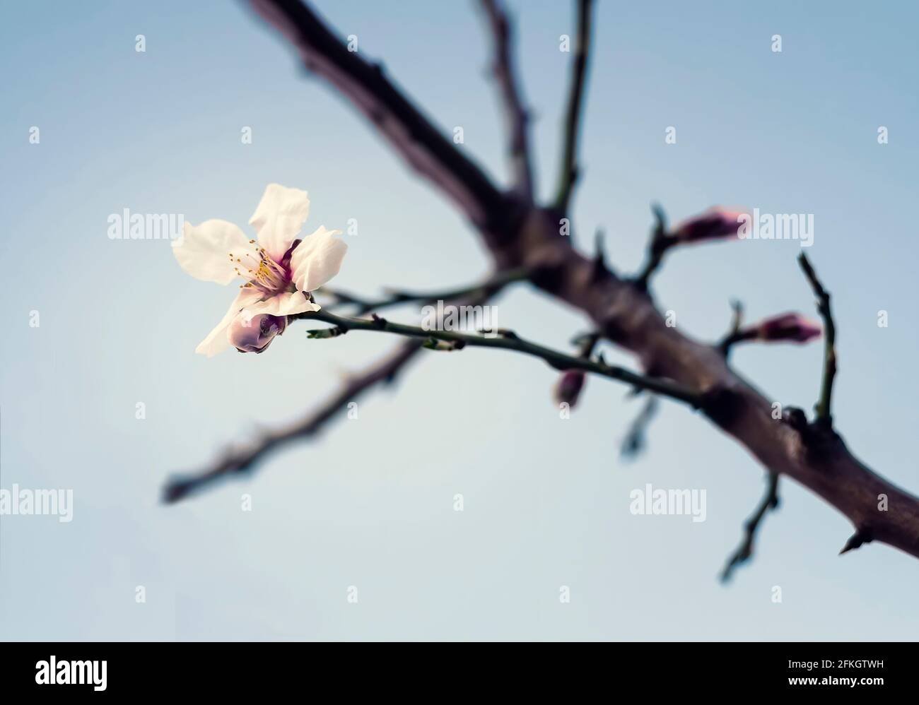 First buds of a flower of a Prunus serrulata tree, with the arrival of ...