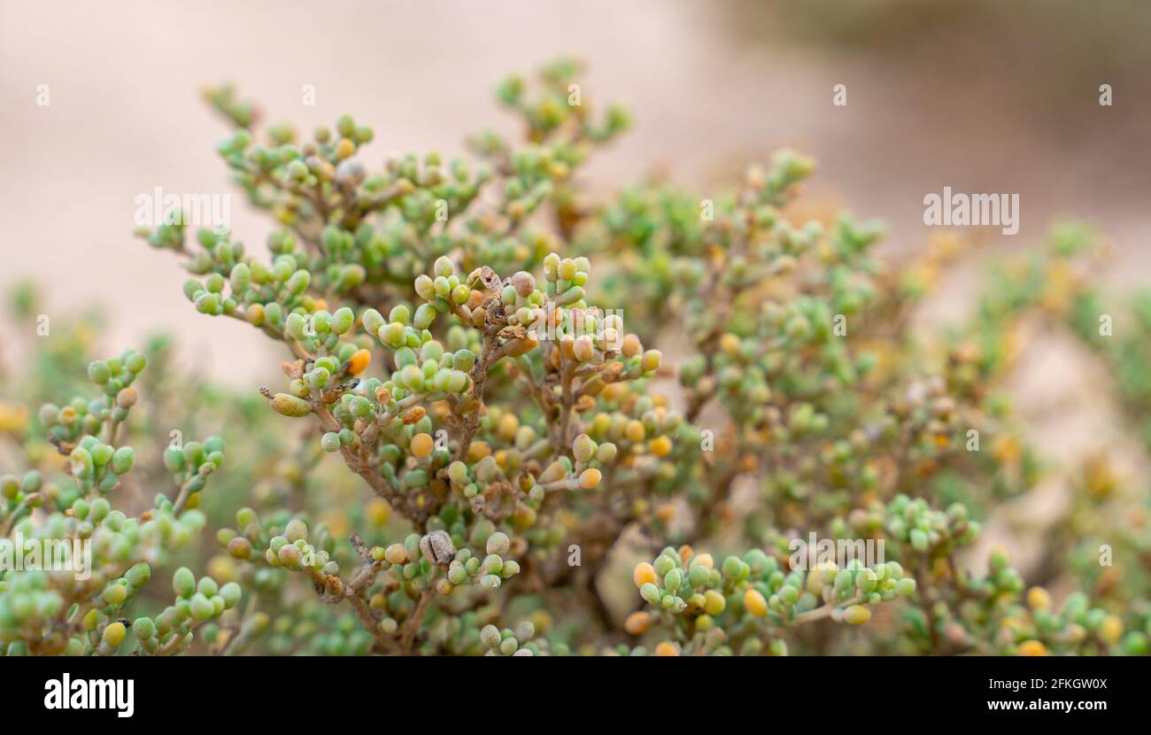 Halophyte plant Zygophyllum qatarense or Tetraena qatarense in desert ...