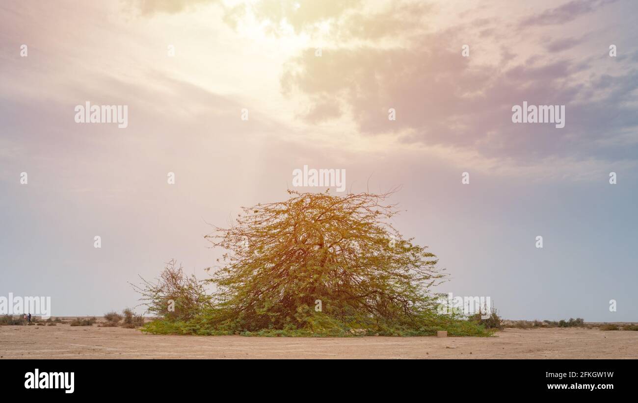 A lone Prosopis juliflora tree in middle of a Al jumayliyah desert in ...