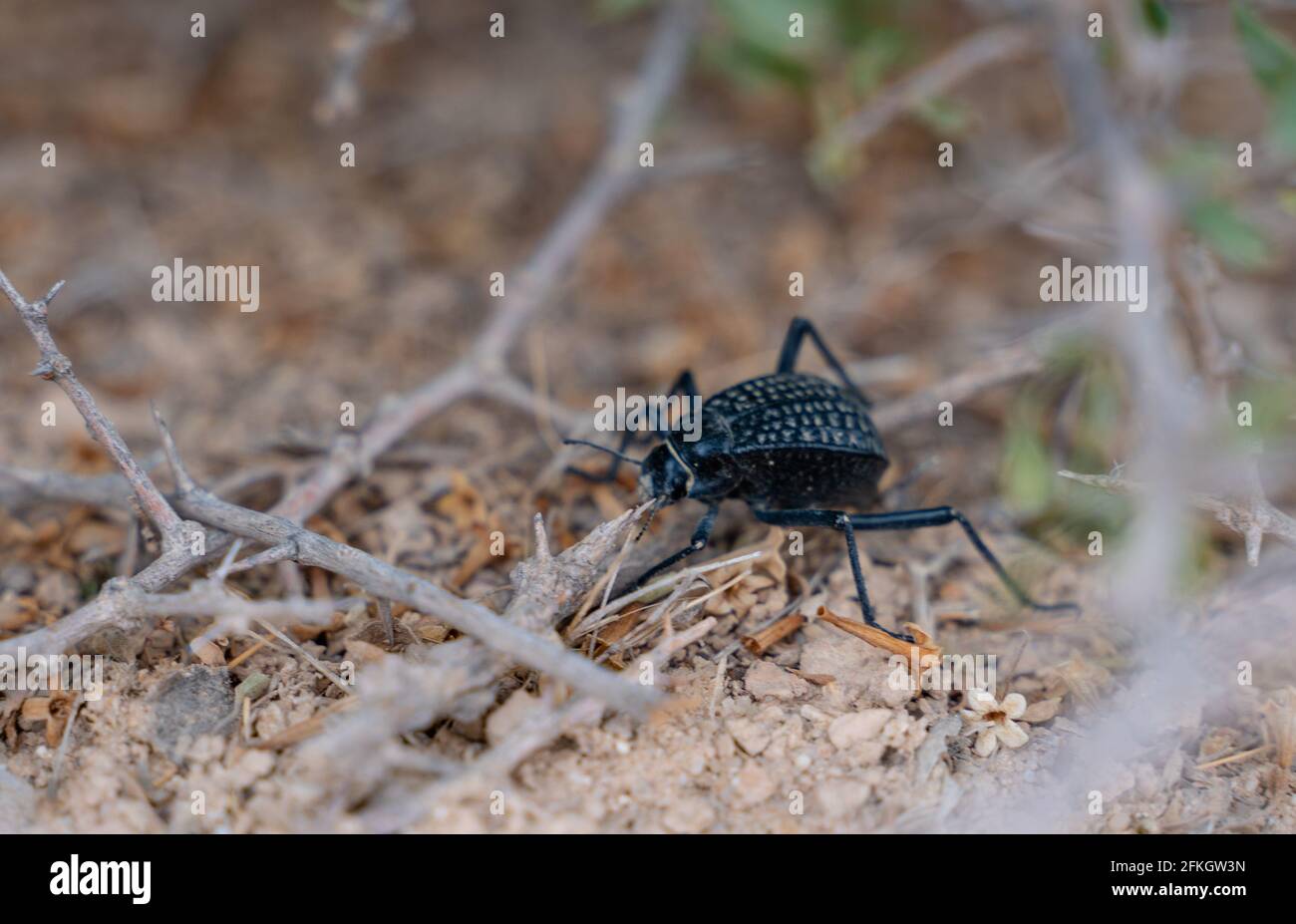 Pitted beetle hi-res stock photography and images - Alamy