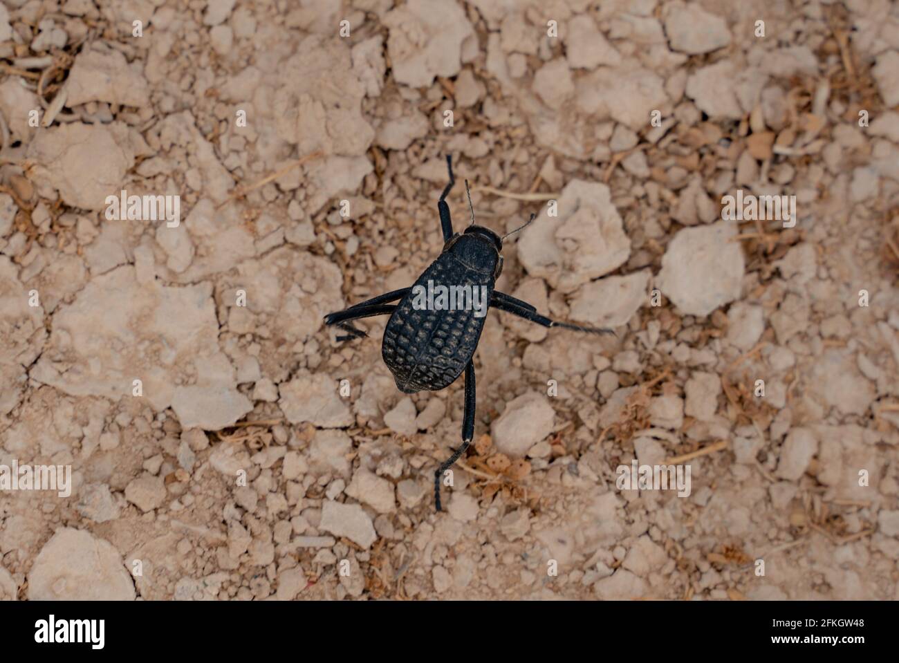 Pitted beetle hi-res stock photography and images - Alamy