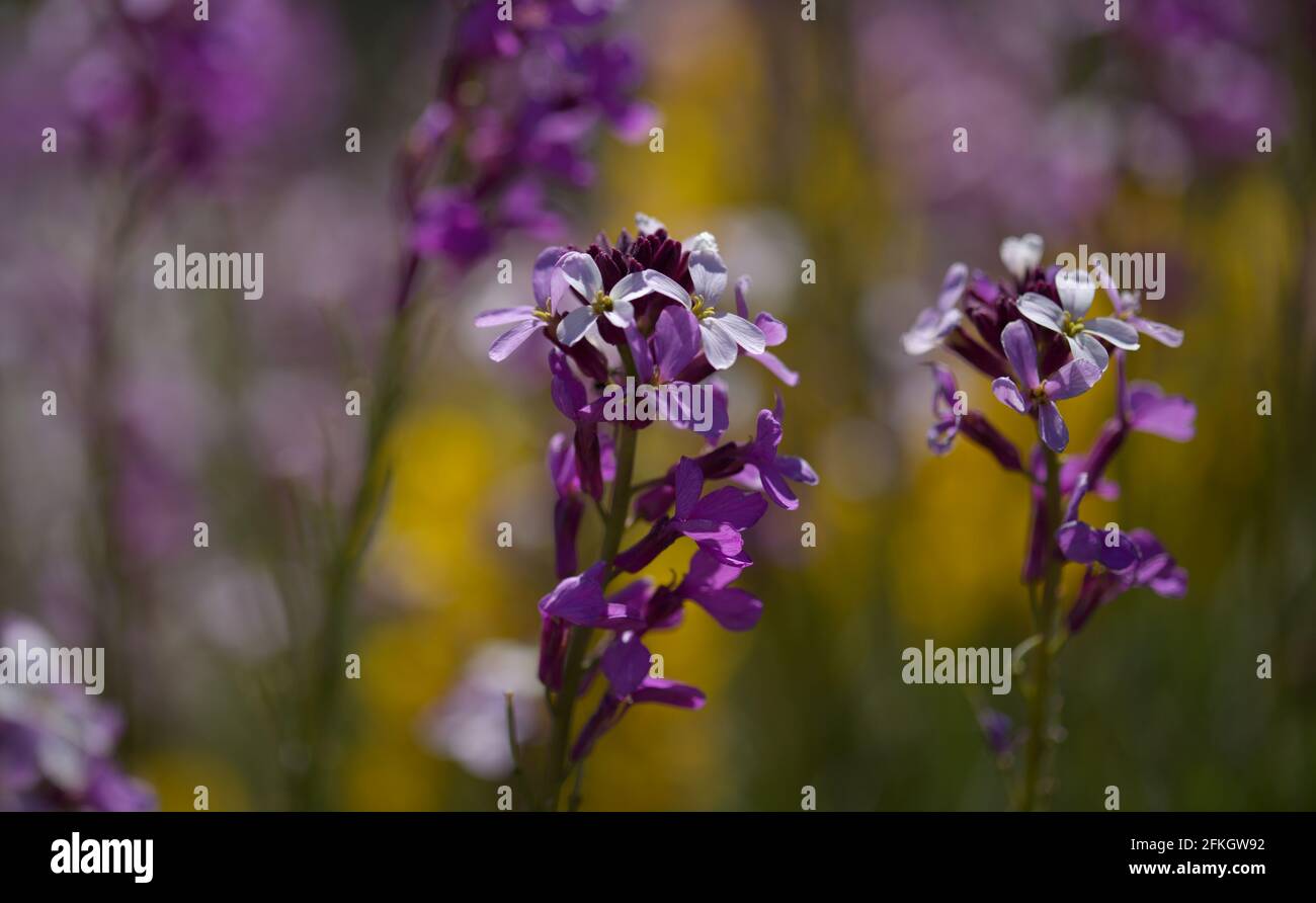 Flora of Gran Canaria - lilac flowers of crucifer plant Erysimum ...
