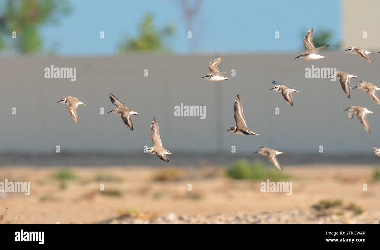 Grey plover, Pluvialis squatarola, flying in the shore of qatar ...