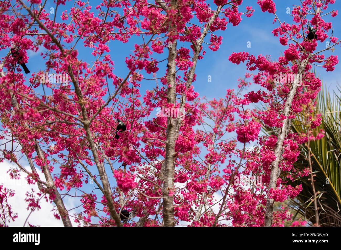 Tui bird hi-res stock photography and images - Alamy