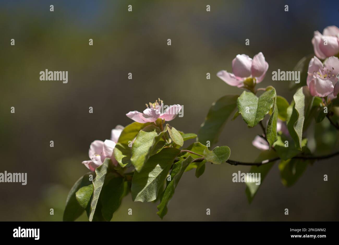 Horticulture of Gran Canaria - Flowers of quince, Cydonia oblonga Stock ...