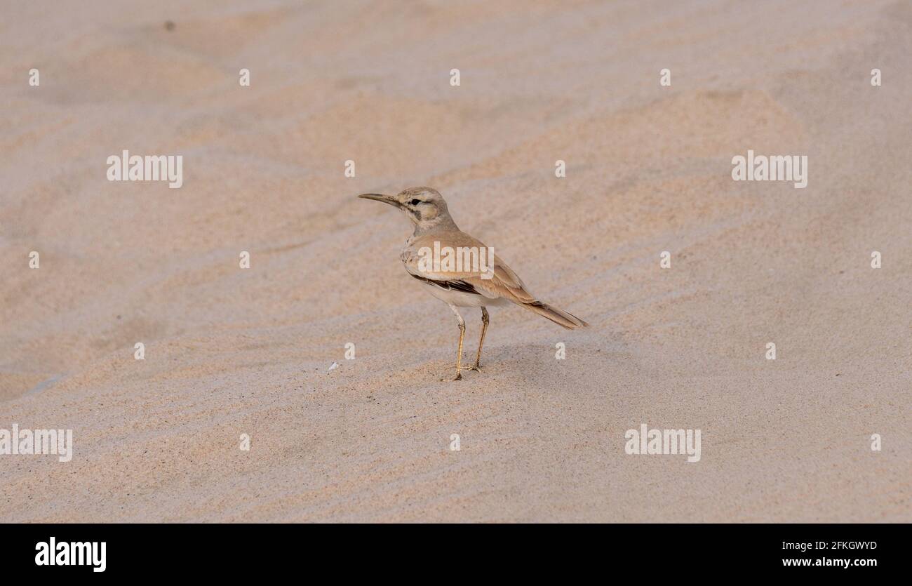 Birds of cape verde islands hi-res stock photography and images - Alamy