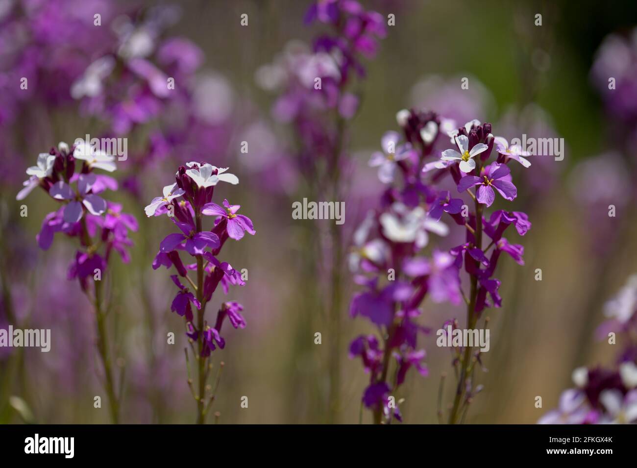 Flora of Gran Canaria - lilac flowers of crucifer plant Erysimum ...