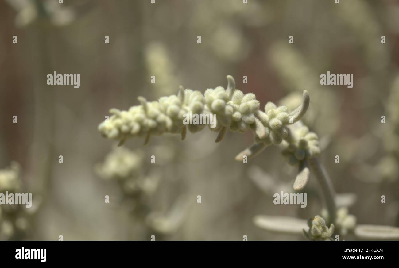 Flora of Gran Canaria - Sideritis dasygnaphala, white mountain tea of ...