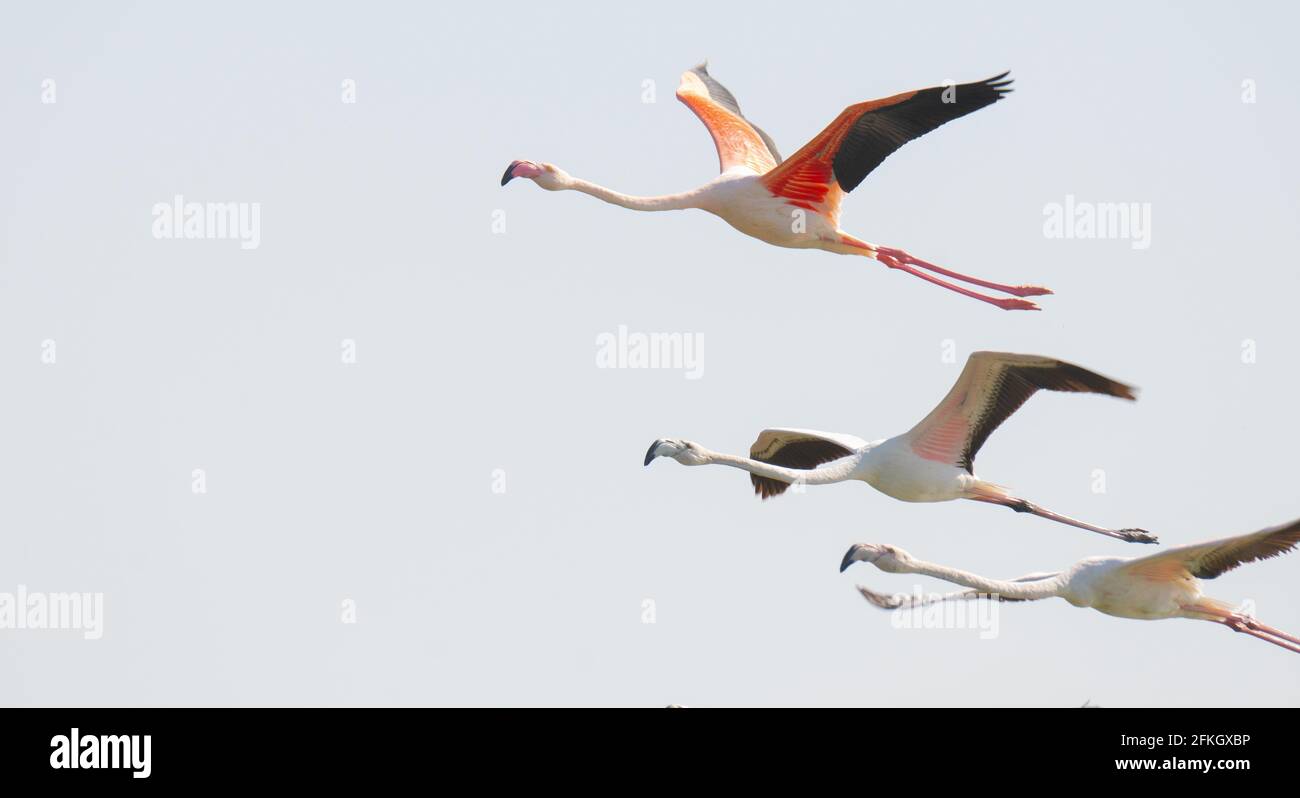 Qatar zoo hi-res stock photography and images - Alamy