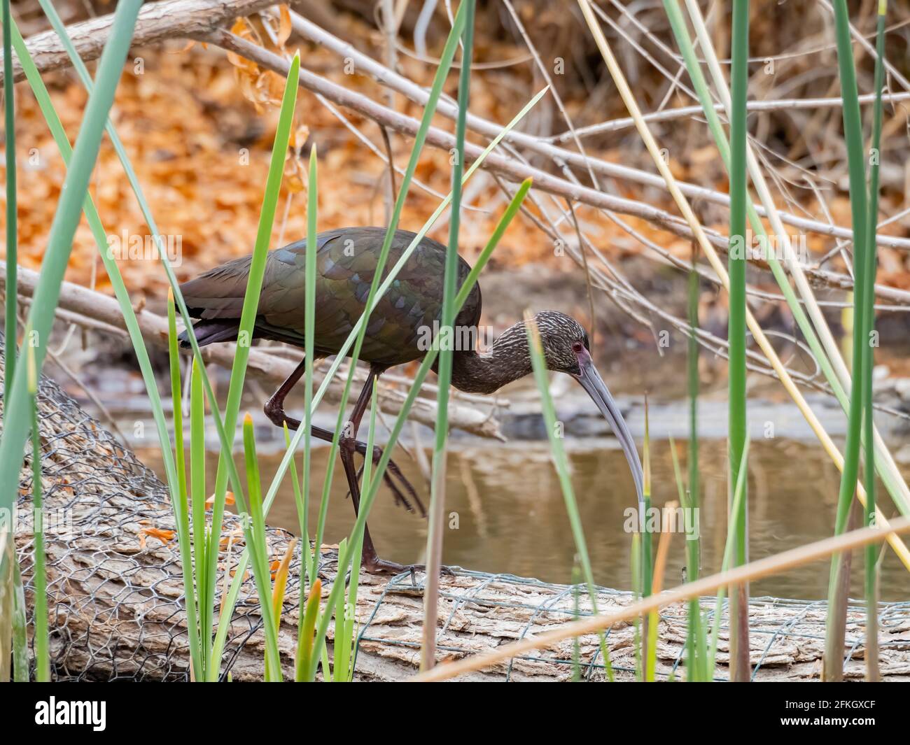 White faced ibis wading in water hi-res stock photography and images ...