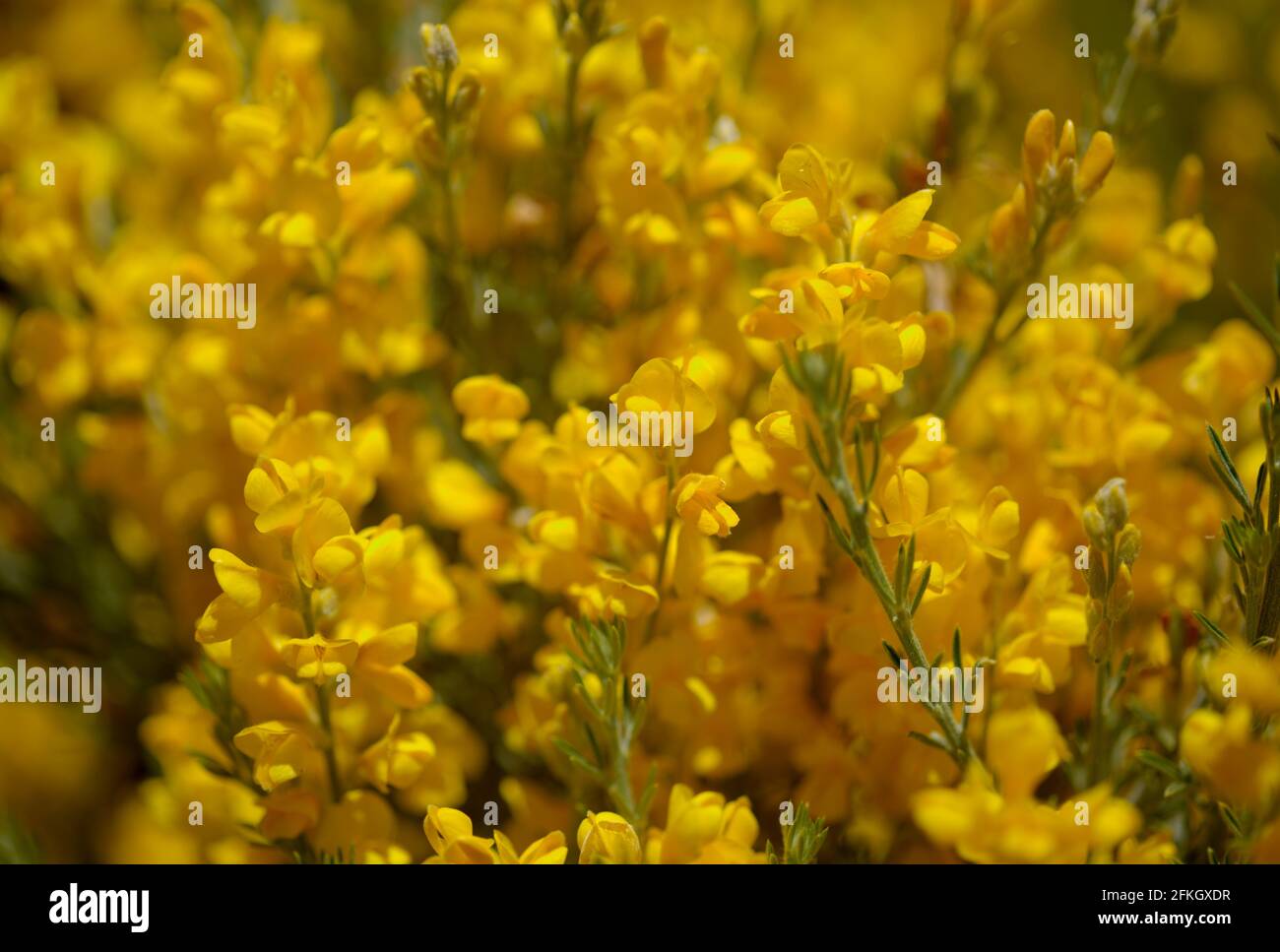 Flora of Gran Canaria - bright yellow flowers of Teline microphylla ...