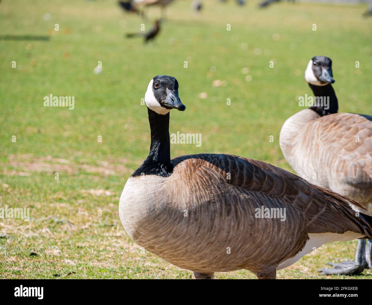 United states canada las vegas hi-res stock photography and images - Alamy