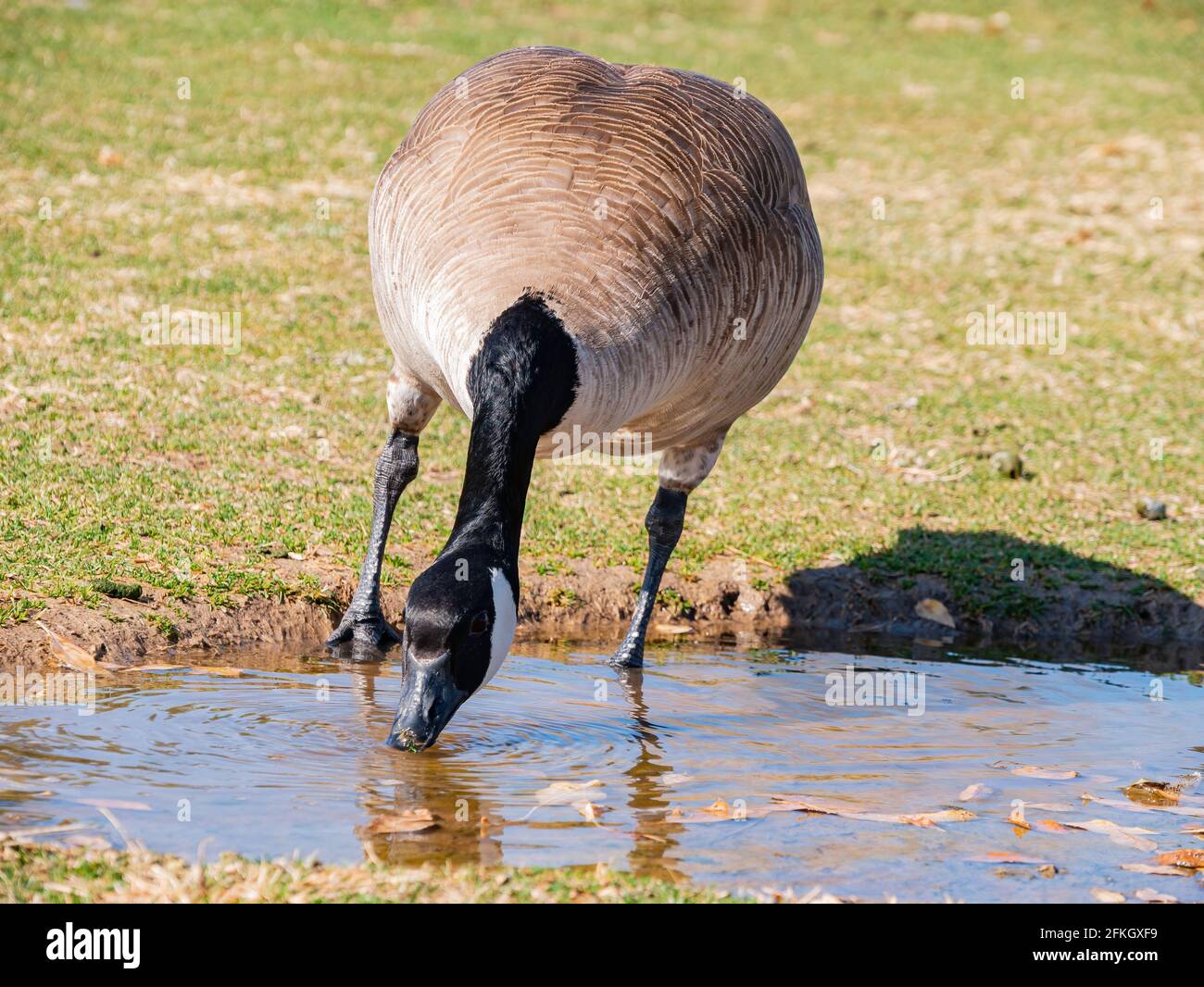 Goose drinking water hi-res stock photography and images - Alamy