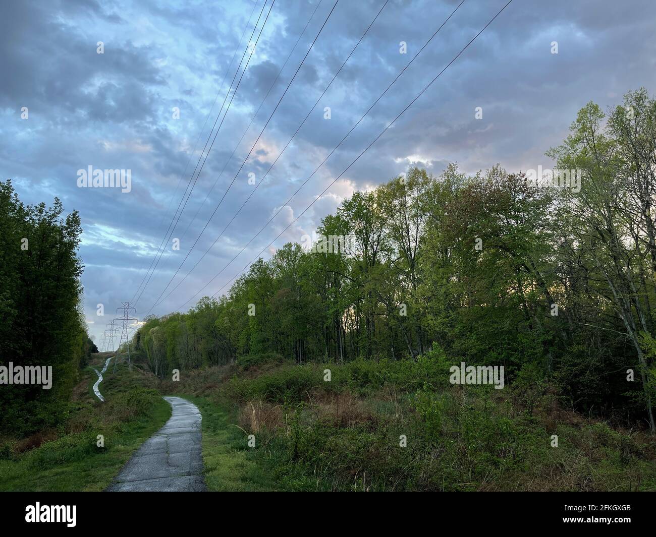 A rain-soaked footpath meanders through lush green trees and bushes ...