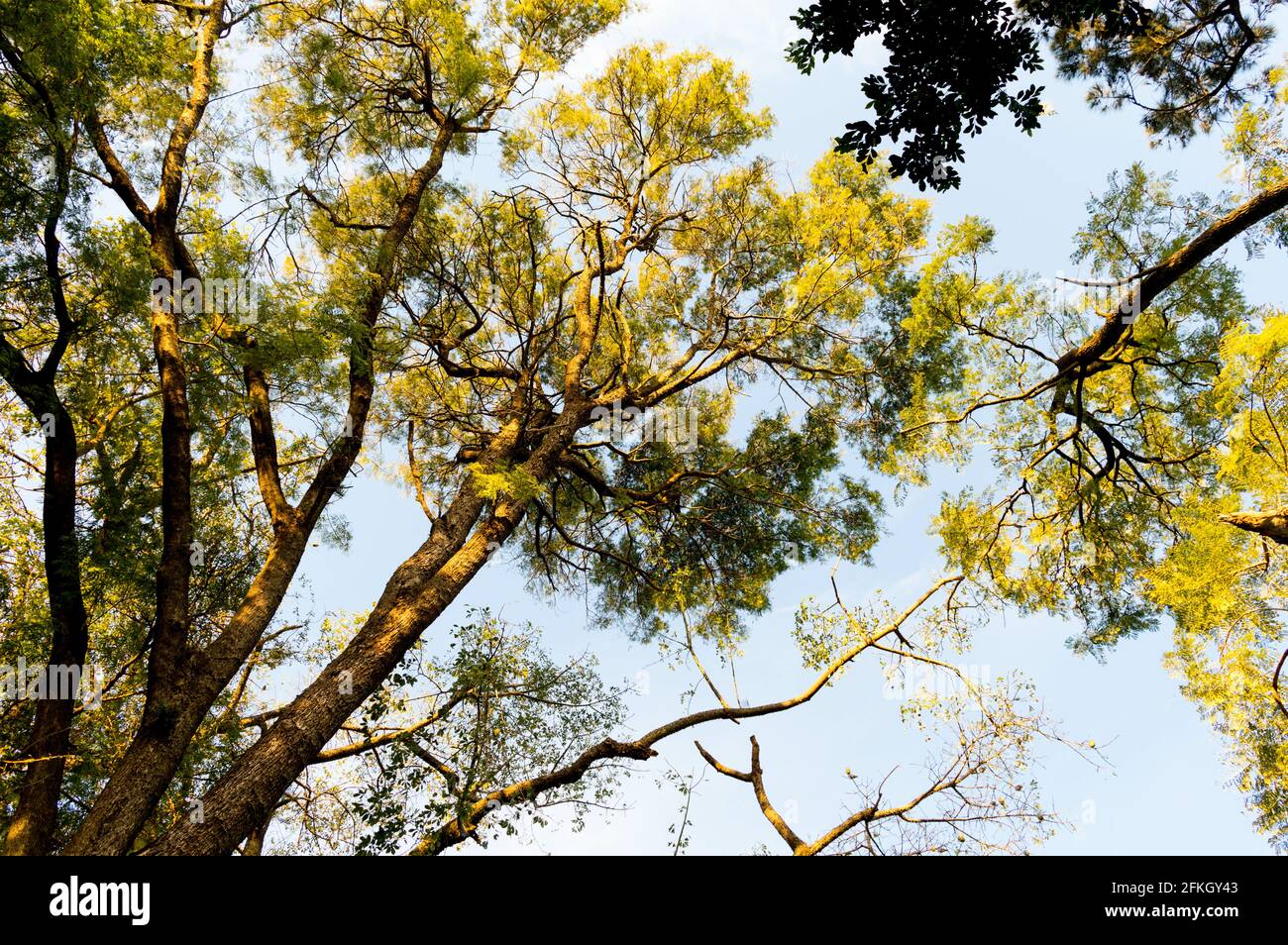 Low angle shot of beautiful trees illuminated by sunlight beneath a ...