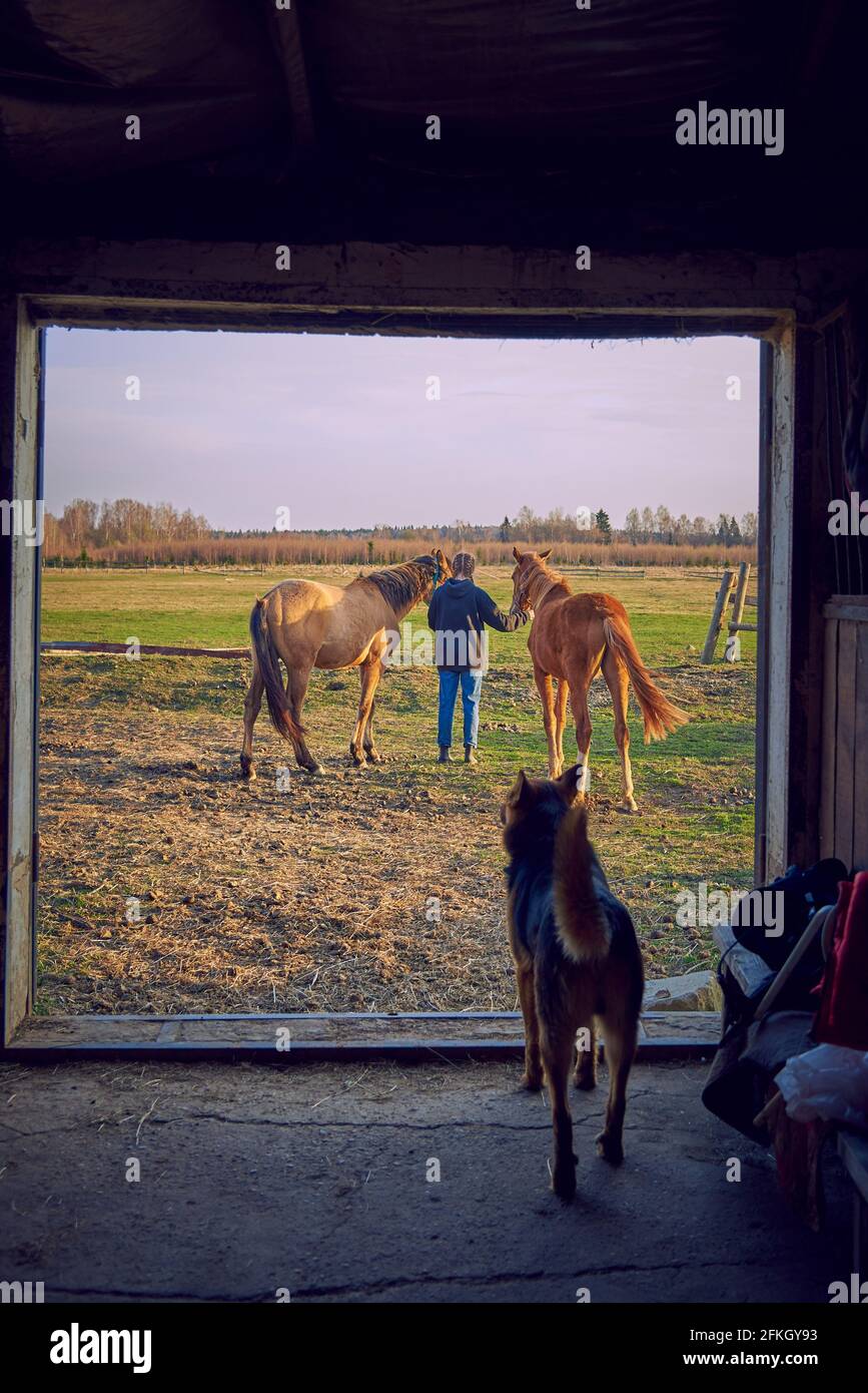 In the doorway of the stable stands a girl with two foals. The dog is ...