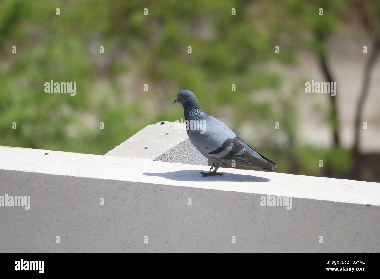 Side view of a cute pigeon on a stone pole observing the surrounding on ...