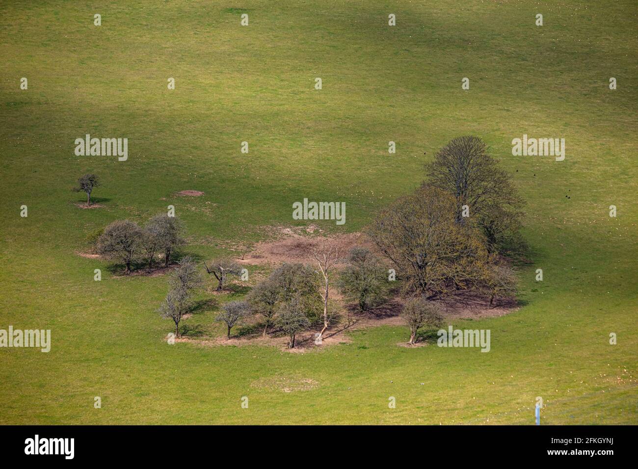Aerial view of a circle of trees in a vast green field of grass Stock ...