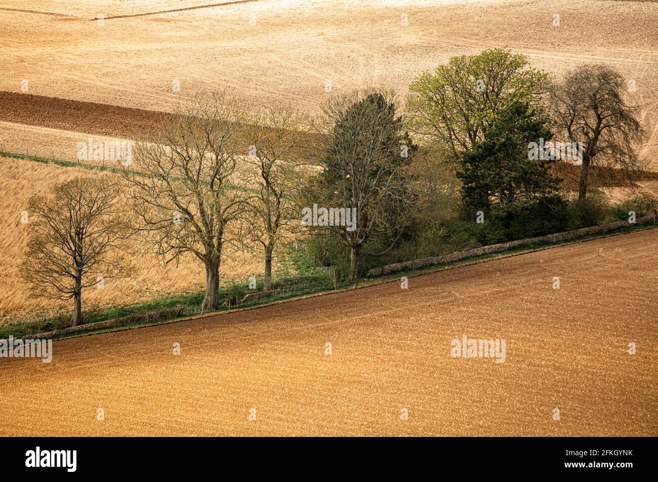 Aerial shot of a few trees in a line in the desert Stock Photo - Alamy