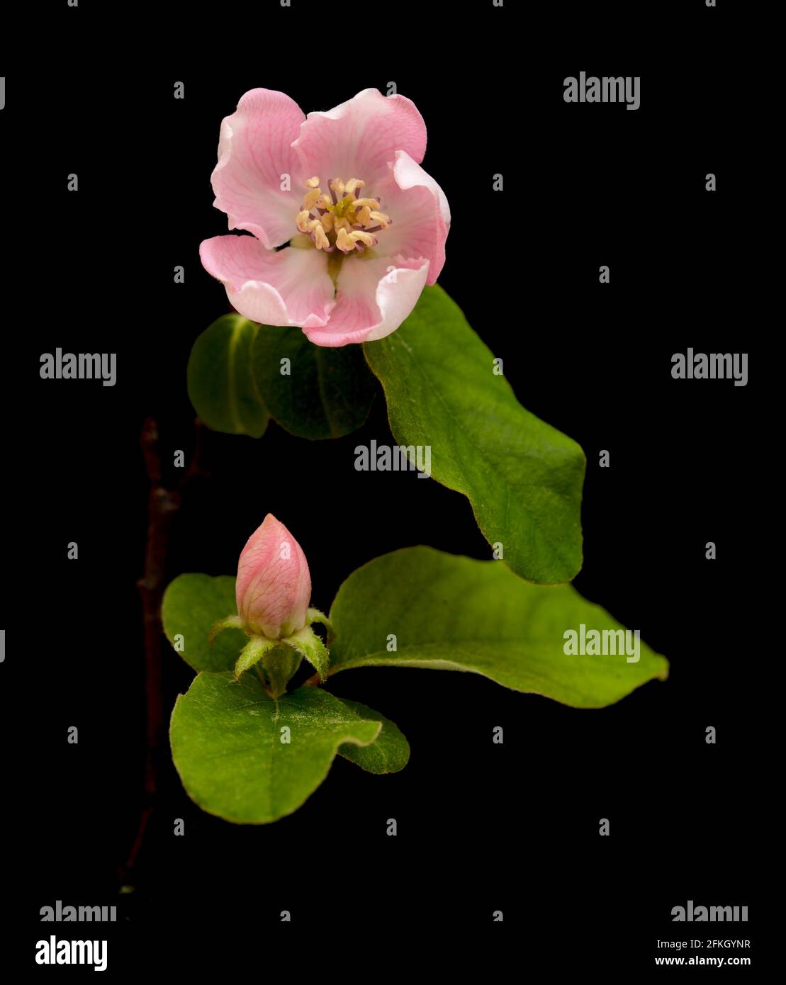 Flowers of quince, Cydonia oblonga, isolated on black background Stock ...