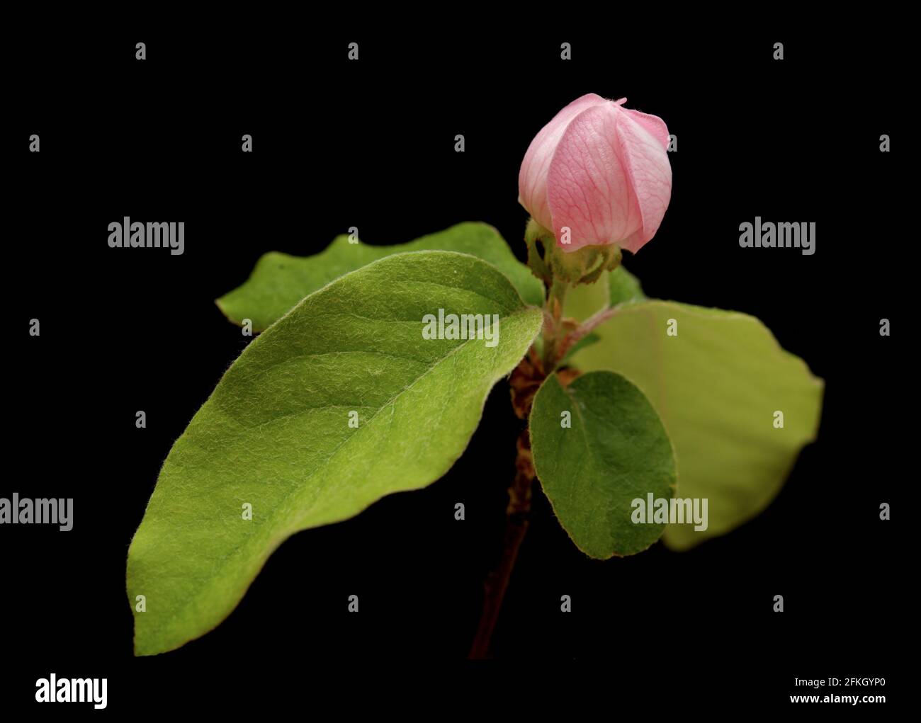 Flowers of quince, Cydonia oblonga, isolated on black background Stock ...