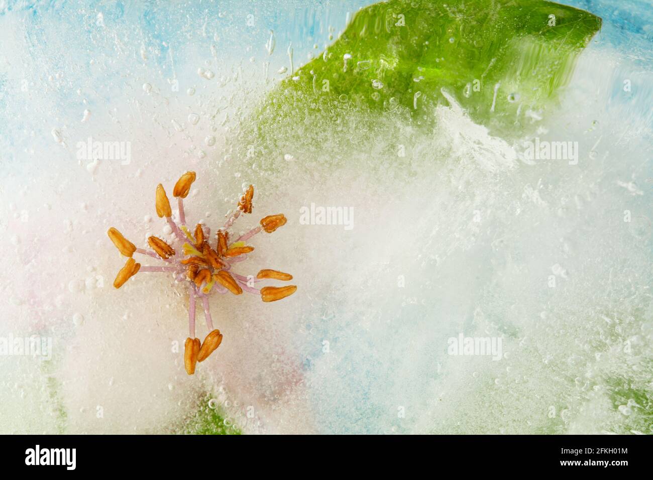 Flower locked in frozen hi-res stock photography and images - Alamy