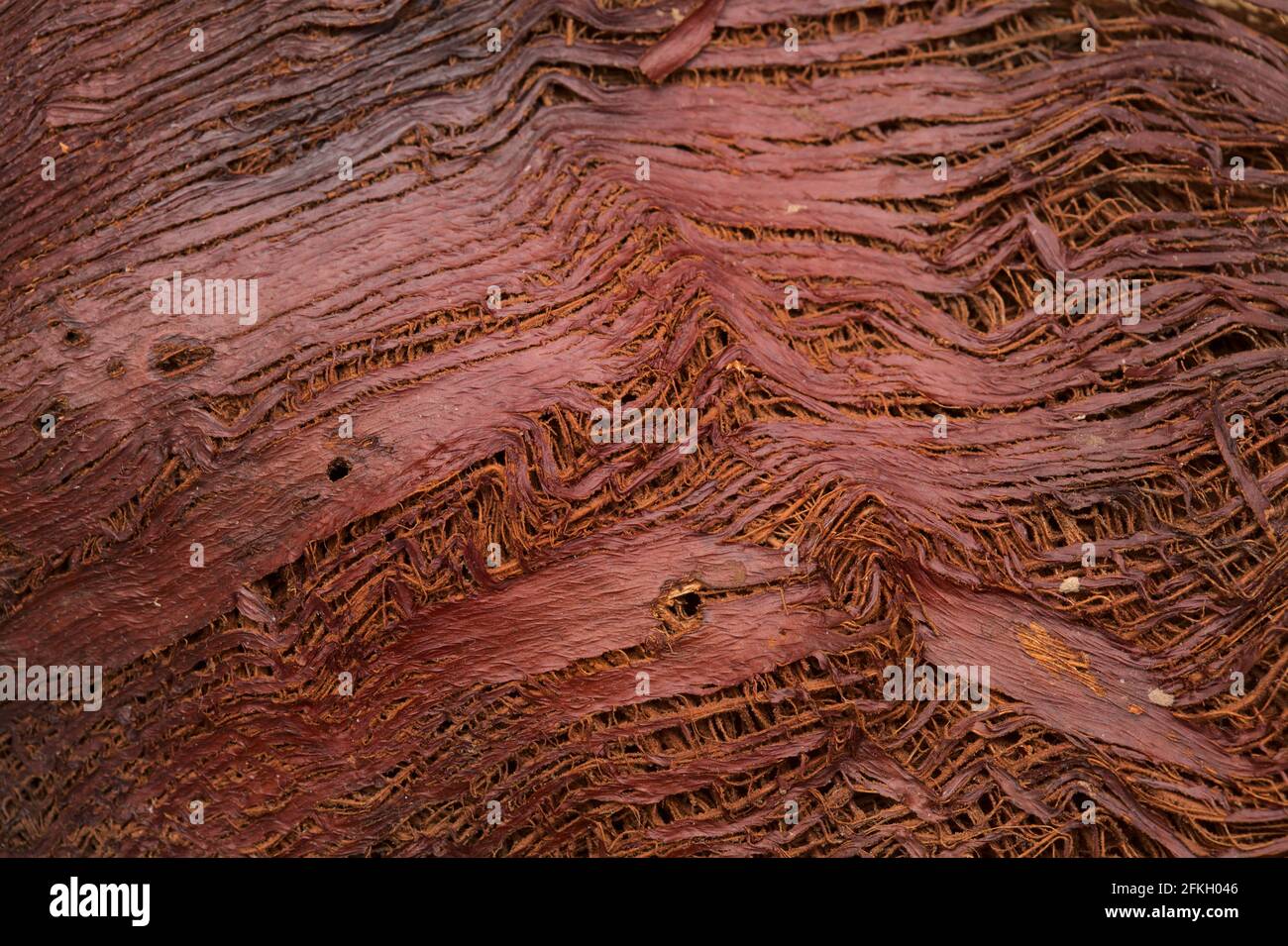 Palm tree trunk cover made of the leaf bases remains, natural macro ...