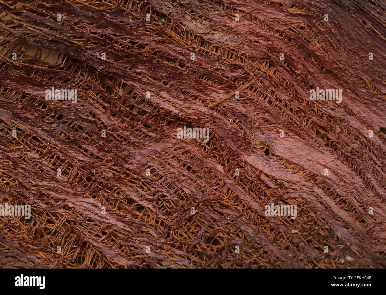 Palm tree trunk cover made of the leaf bases remains, natural macro ...