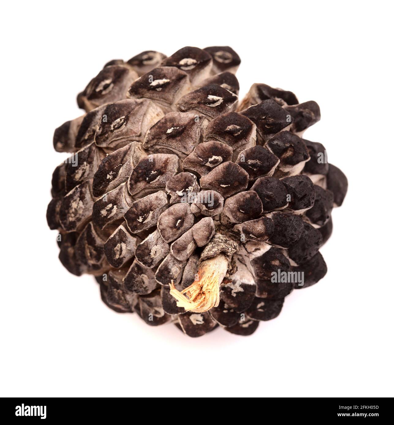 Pine cone burned in a wildfire isolated on white background Stock Photo ...