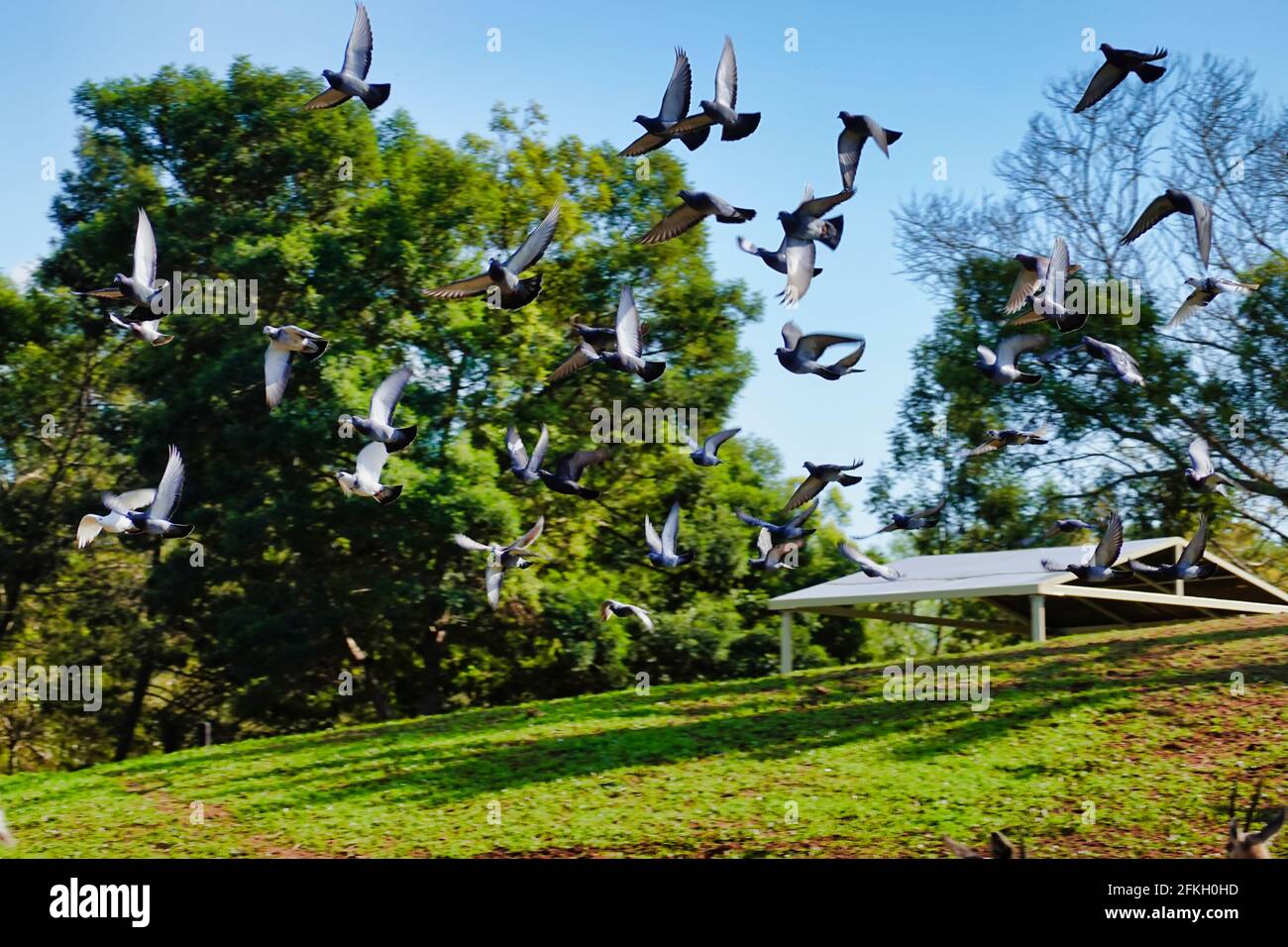 Beautiful view of flying birds in the blue sky with sunshine in the ...