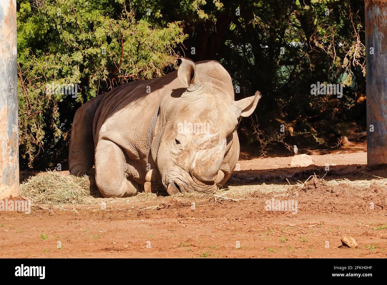 White rhino/rhinoceros resting in the sun Stock Photo - Alamy