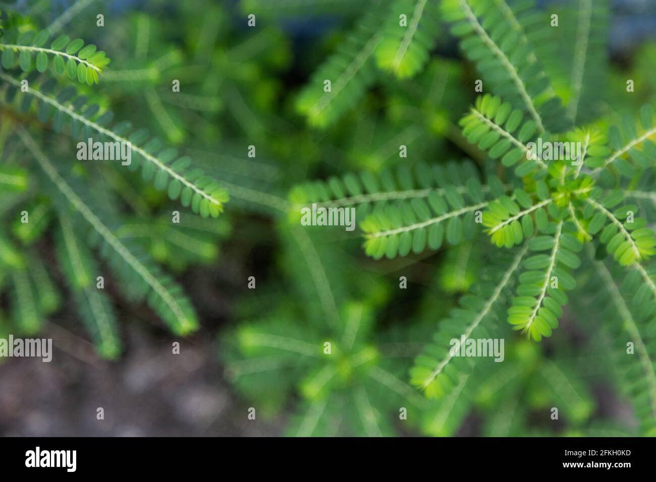 Closeup shot of green gale of the wind leaves Stock Photo - Alamy