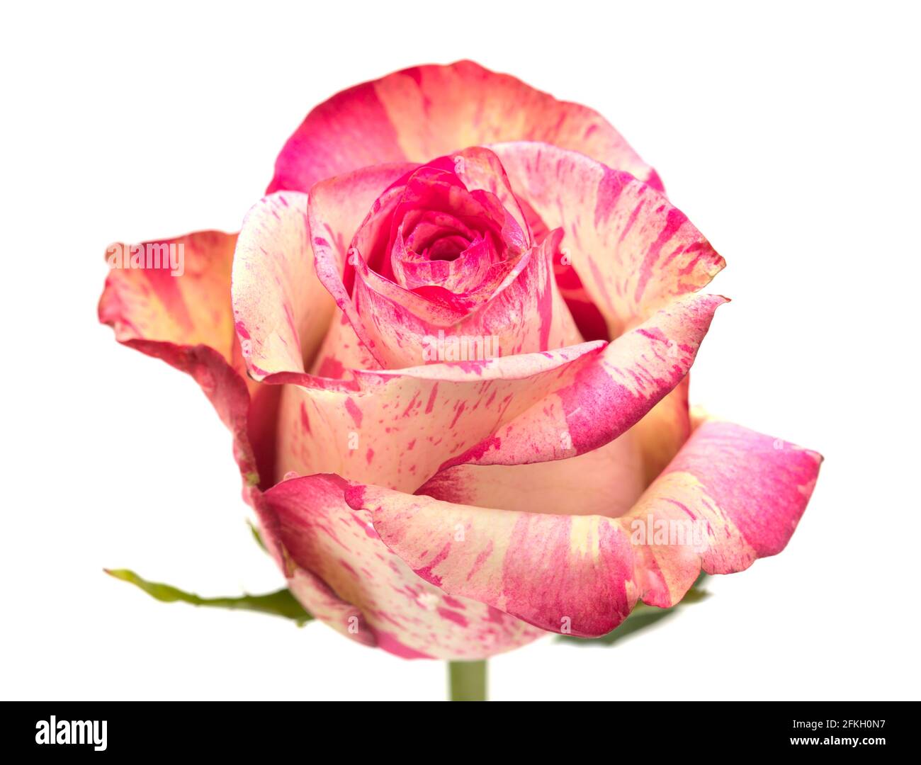 Mottled pink and cream rose flower isolated on white background Stock ...