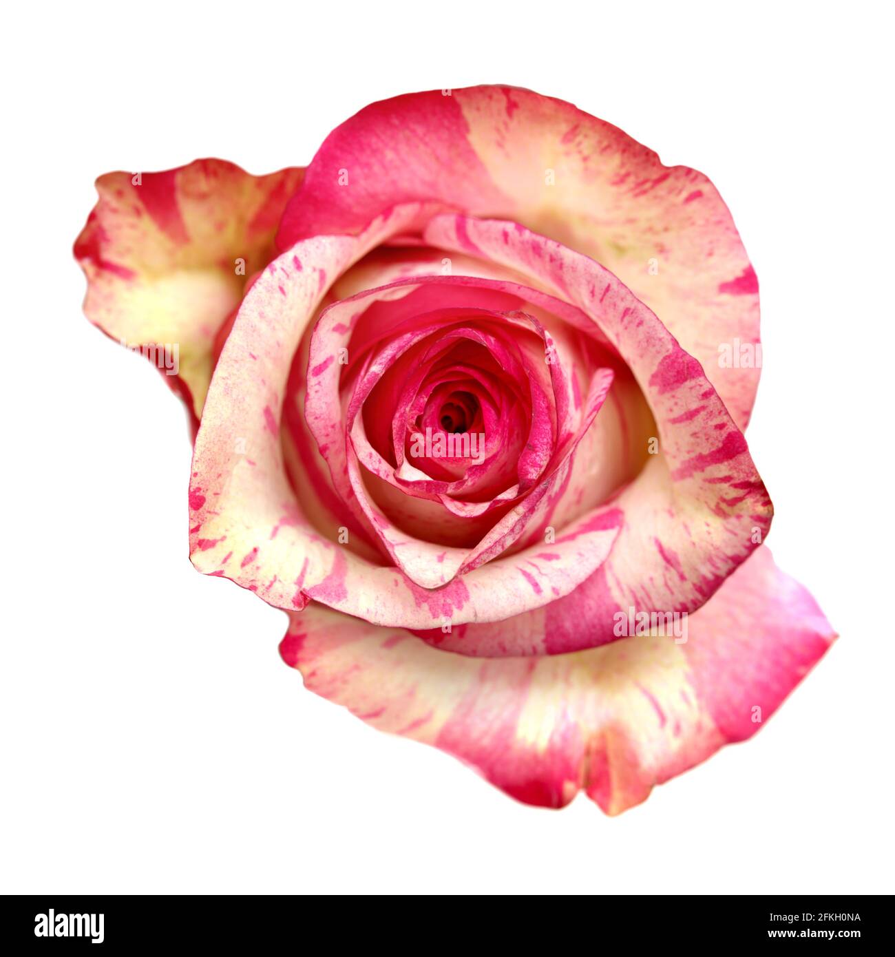 Mottled pink and cream rose flower isolated on white background Stock ...