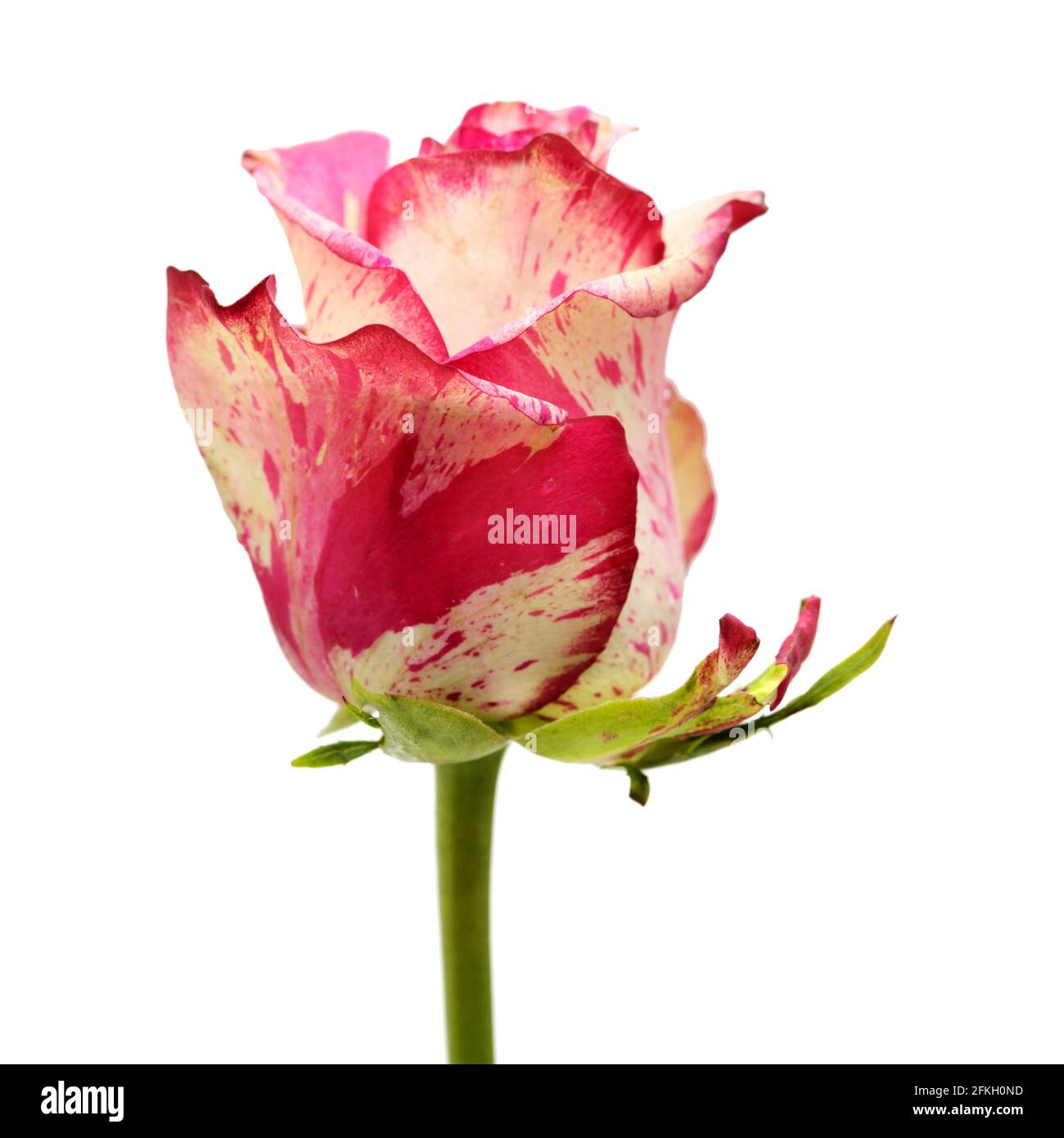 Mottled pink and cream rose flower isolated on white background Stock ...