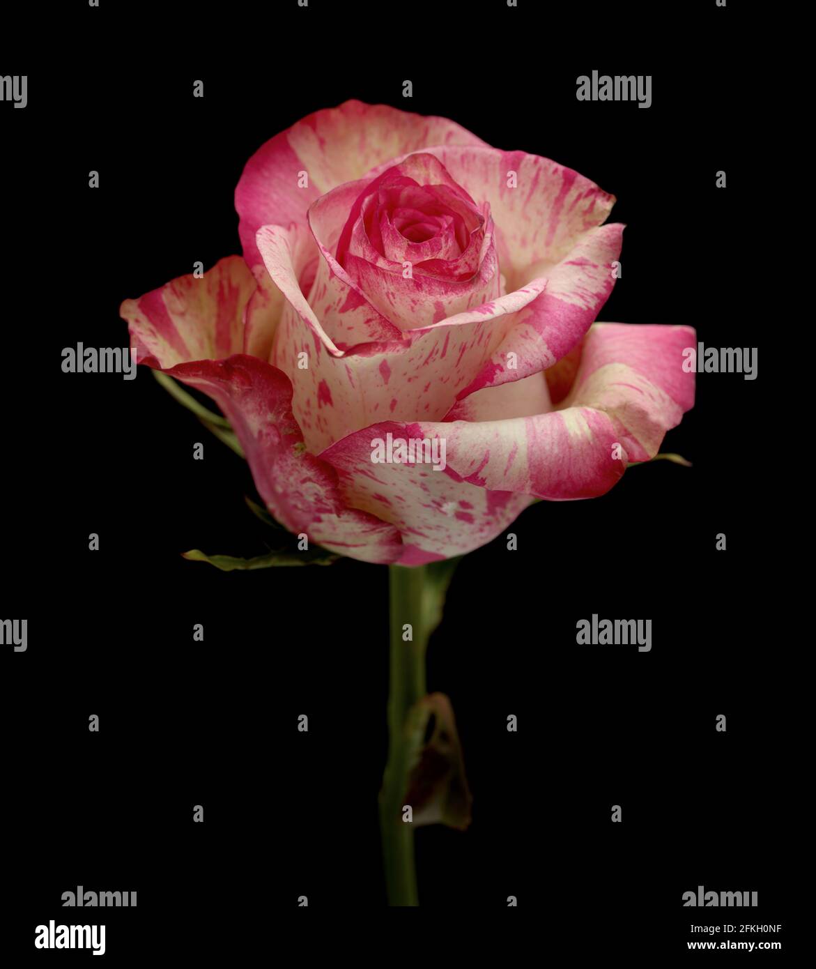 Pink spots on rose petals hi-res stock photography and images - Alamy