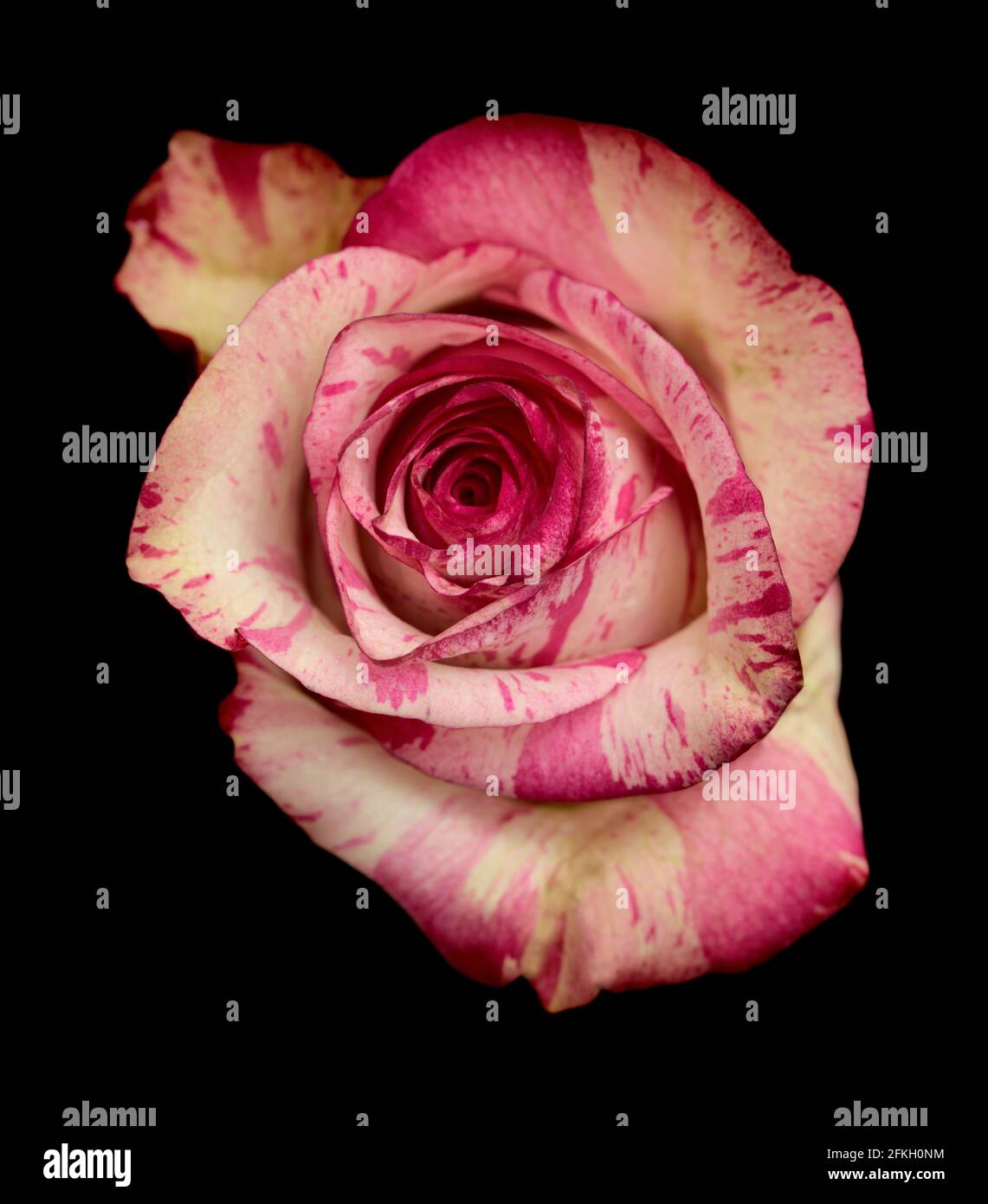 Mottled pink and cream rose flower isolated on black background Stock ...