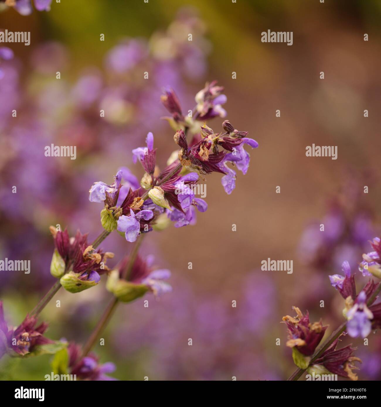 Sage family hi-res stock photography and images - Alamy