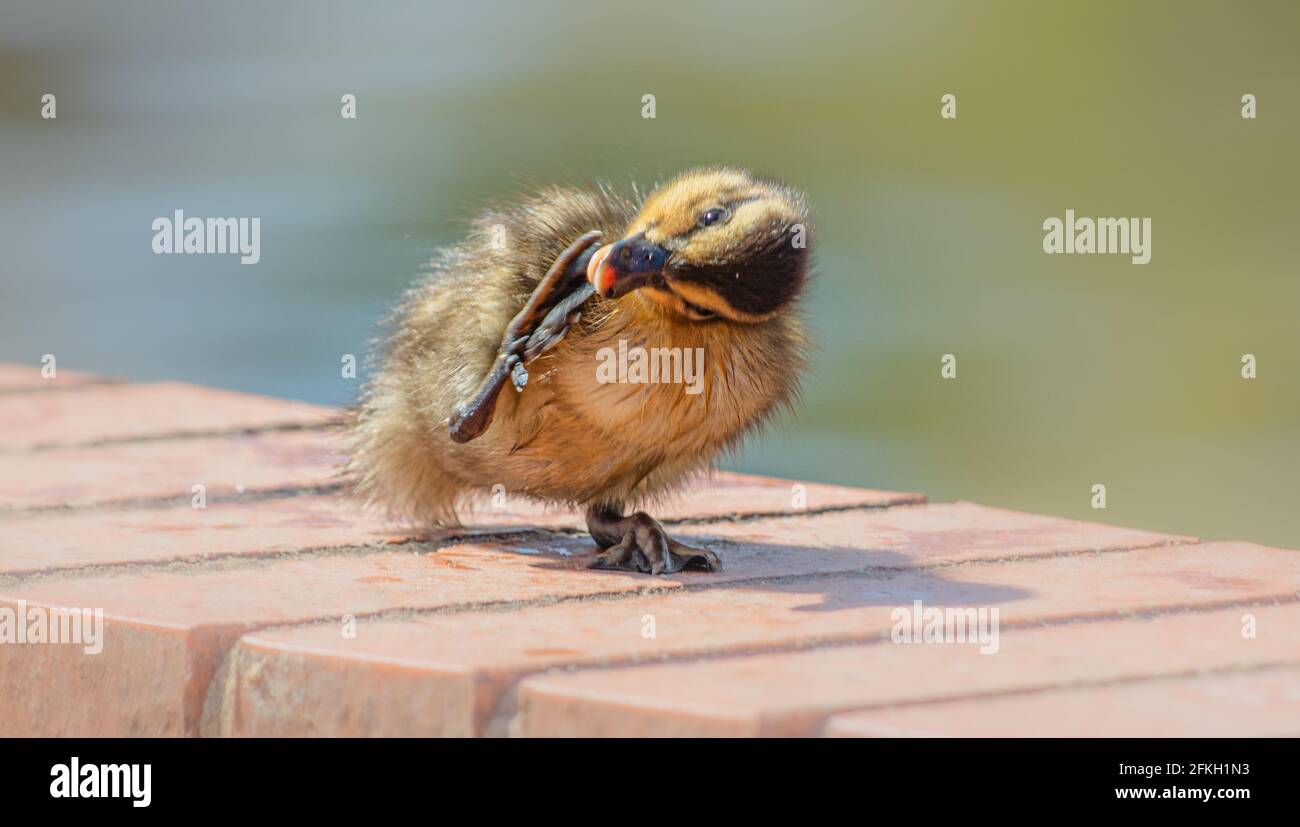 A closeup of a small duckling scratching itself on a stone surface ...