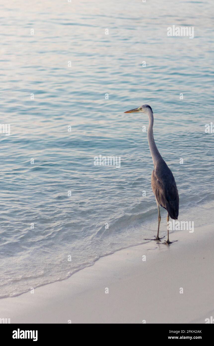 Close up shot of a heron on the beach Stock Photo - Alamy