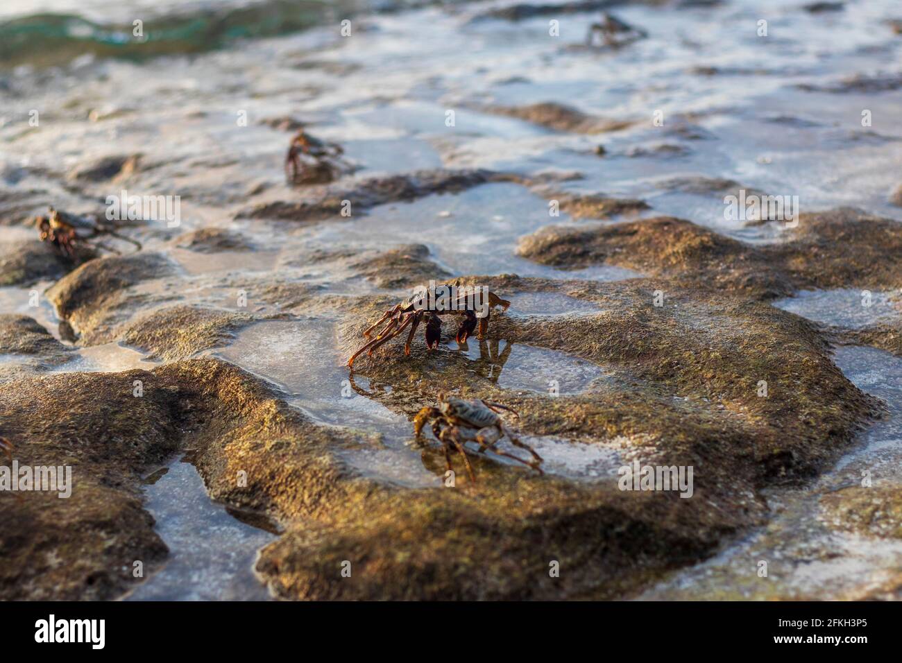 Close up shot of a crabs in the water Stock Photo - Alamy