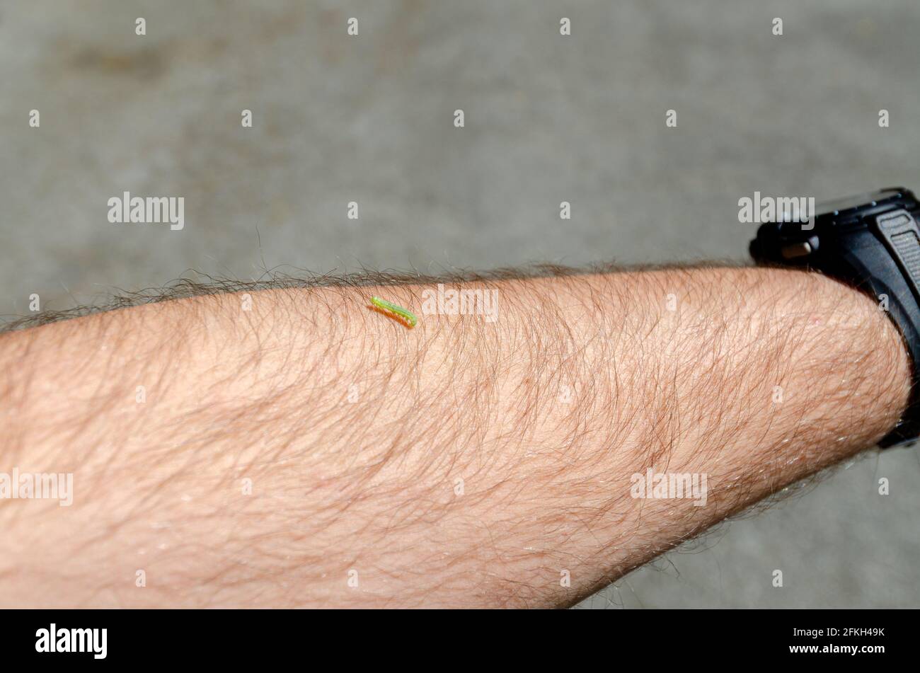 inch worm crawling on my forearm Stock Photo - Alamy