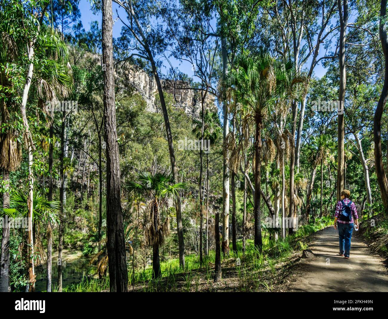 hiking track through Carnarvon National Park in the Central Queensland ...