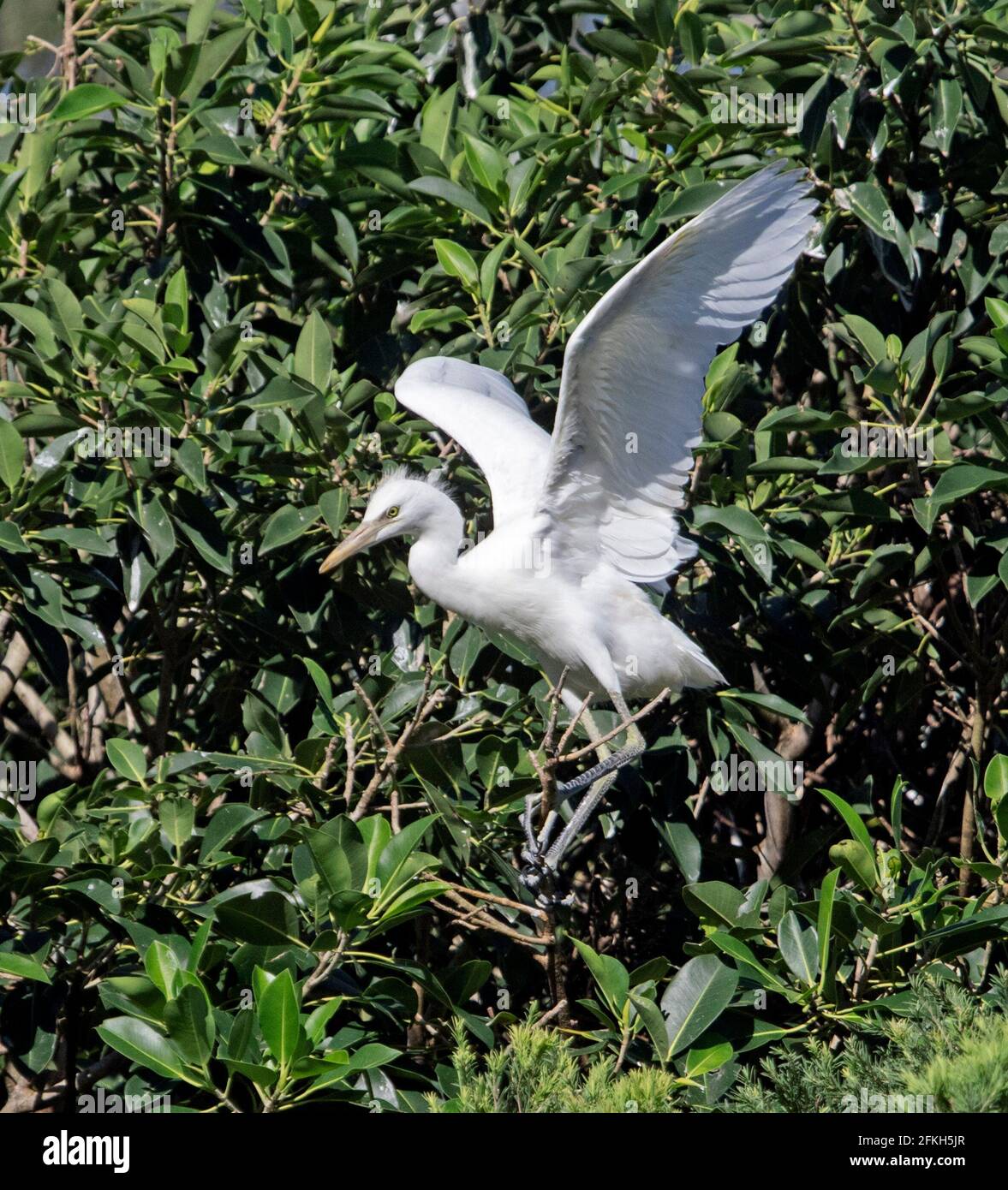Egret among trees hi-res stock photography and images - Alamy